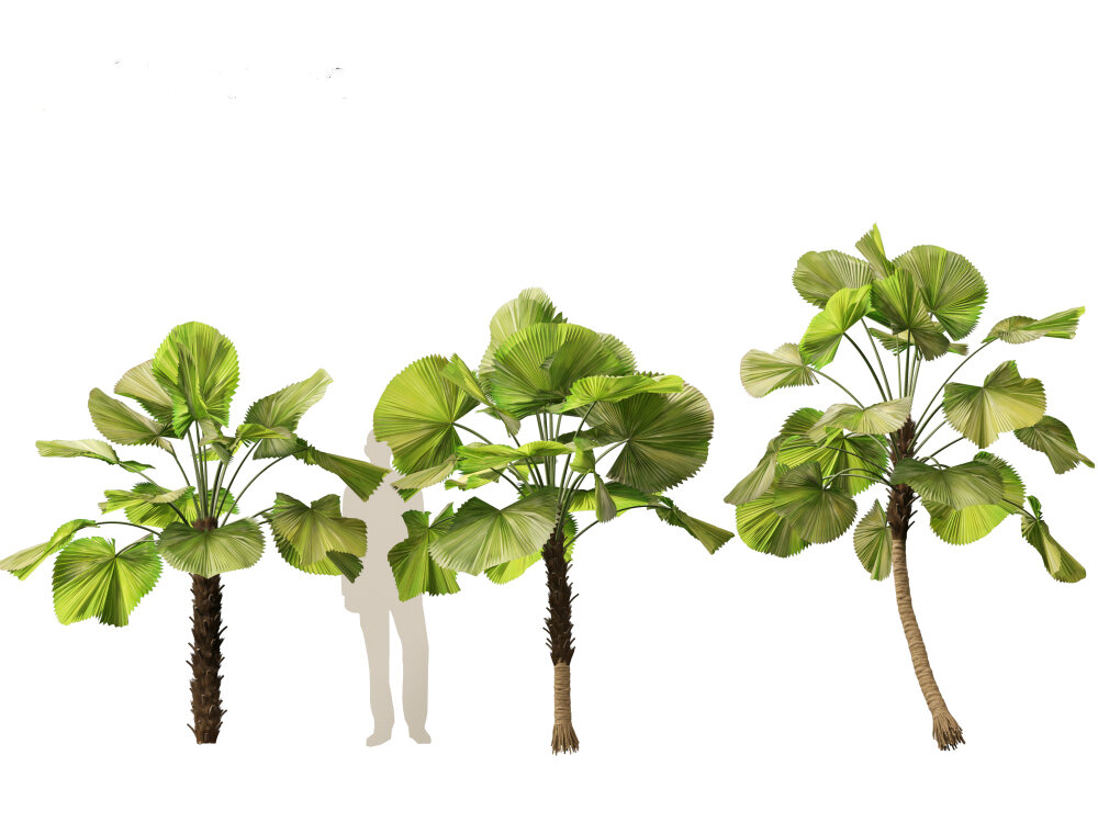 Licuala Peltata – Swamp Fan Palm 3Dモデル - ダウンロード 樹木 on 3DModels.org