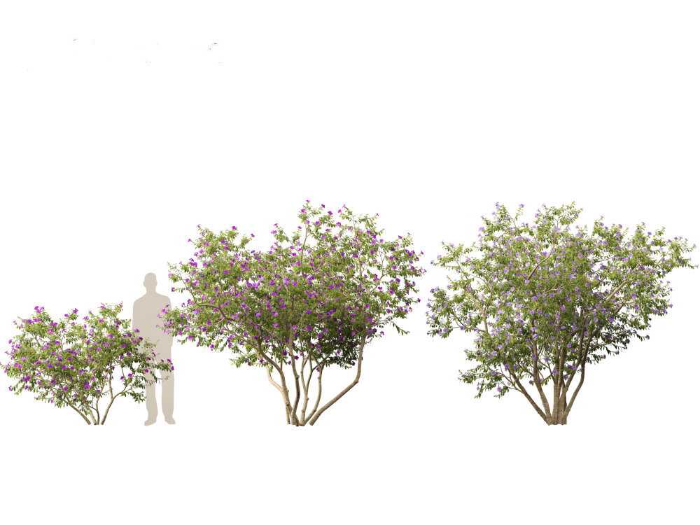 Tibouchina Semidecandra – Flor Del Principe Modelo 3D - Descargar ...