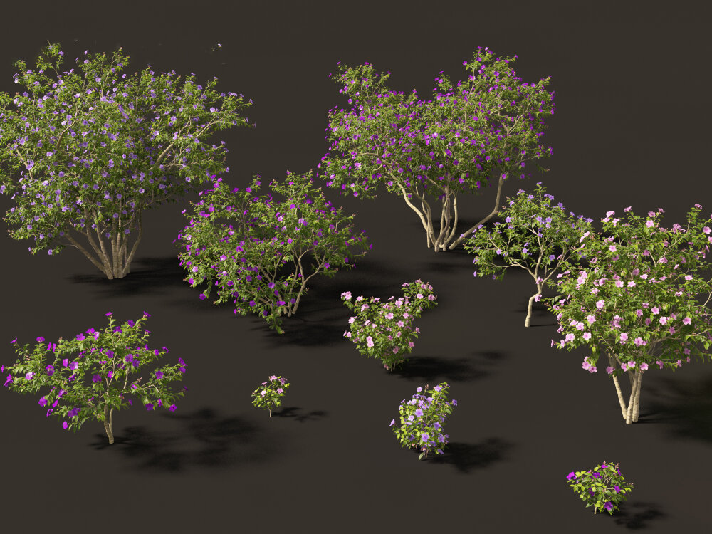 Tibouchina Semidecandra – Flor Del Principe Modelo 3D - Descargar ...