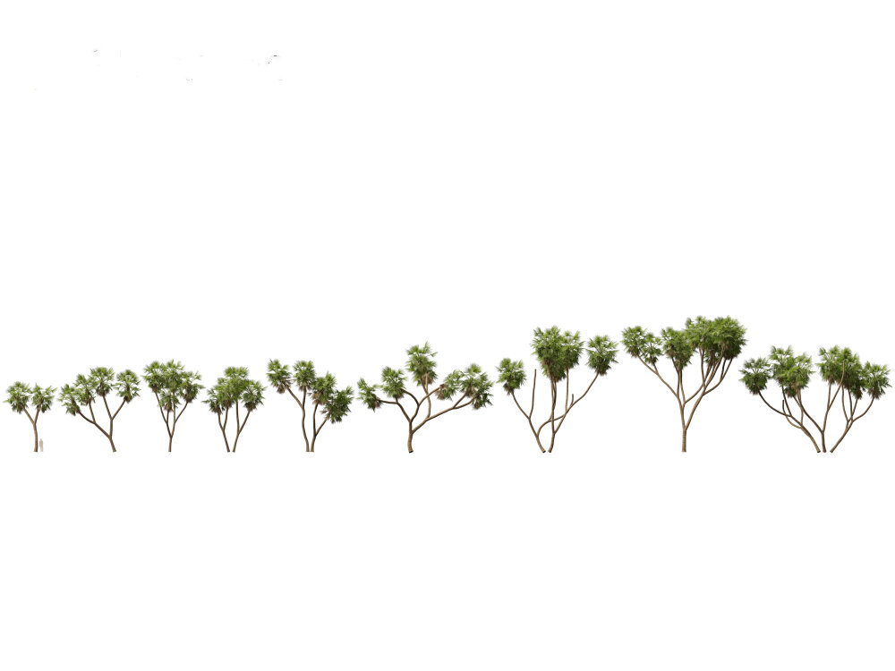 Hyphaene Thebaica – Palmera Dum Modelo 3D - Descargar Árboles on ...