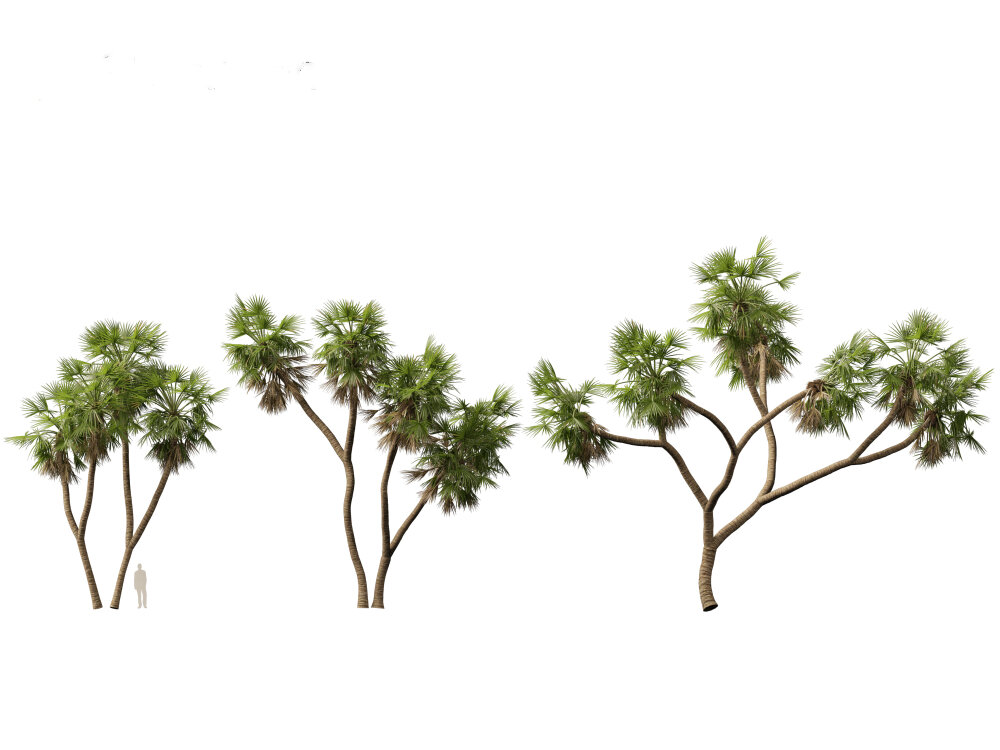 Hyphaene Thebaica – Palmera Dum Modelo 3D - Descargar Árboles on ...