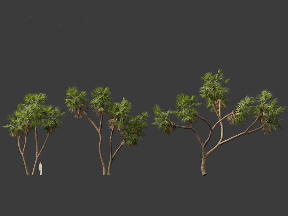 Hyphaene Thebaica – Palmera Dum Modelo 3D - Descargar Árboles on ...