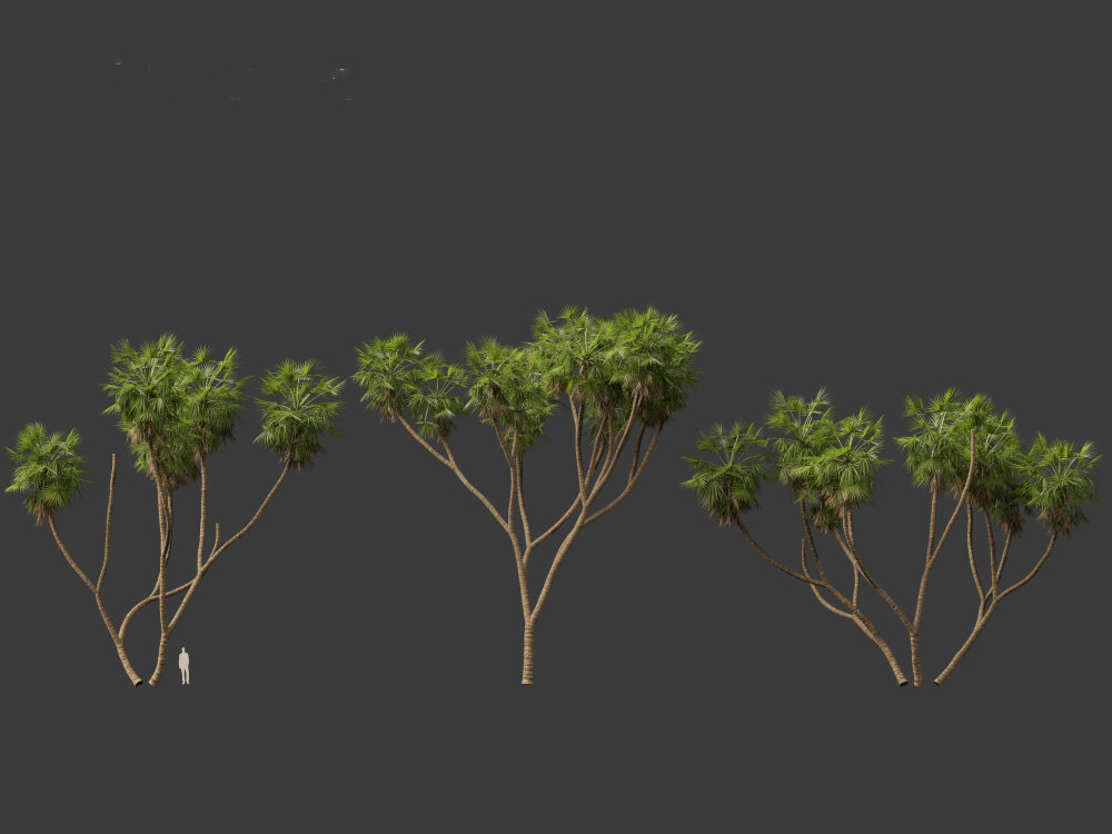 Hyphaene Thebaica – Palmera Dum Modelo 3D - Descargar Árboles on ...
