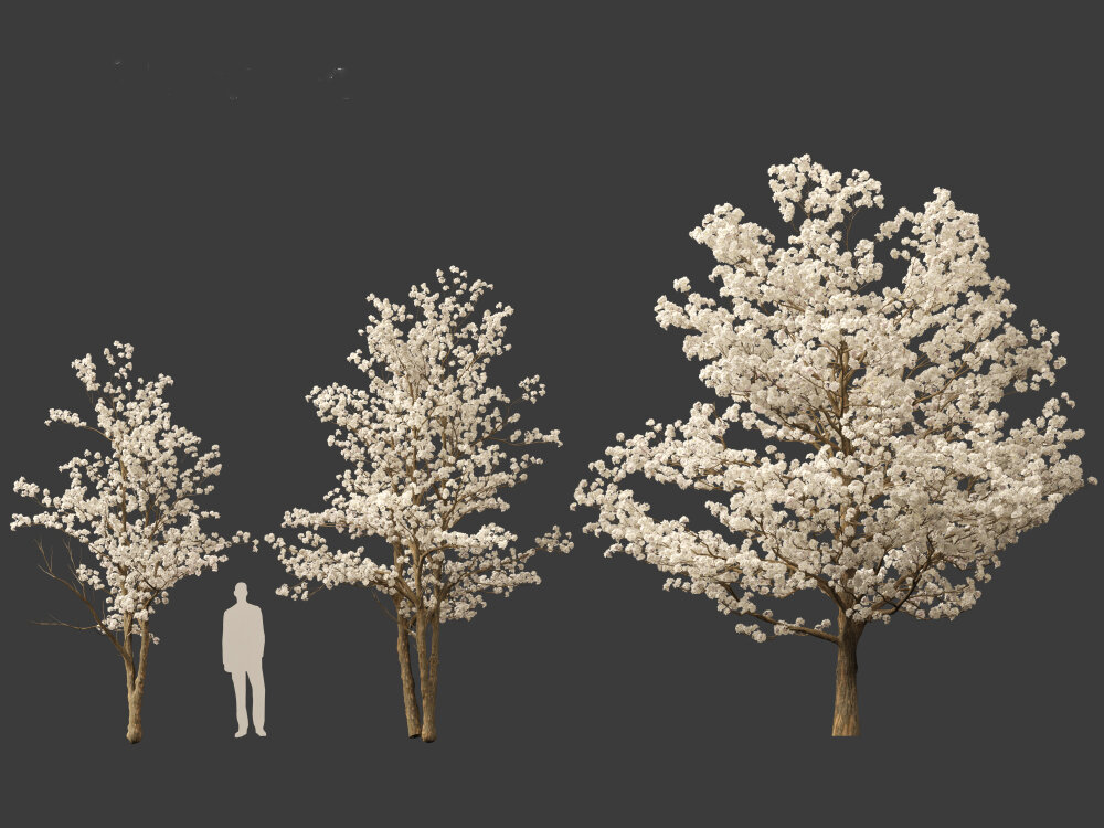 Tabebuia Roseoalba – White Ipe 3D model - Download Trees on 3DModels.org
