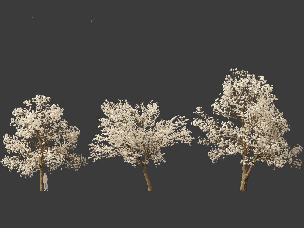 Tabebuia Roseoalba – White Ipe 3D model - Download Trees on 3DModels.org