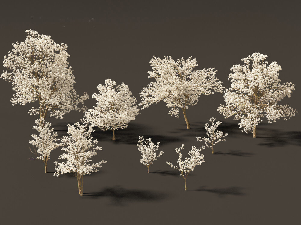 Tabebuia Roseoalba – White Ipe 3D model - Download Trees on 3DModels.org