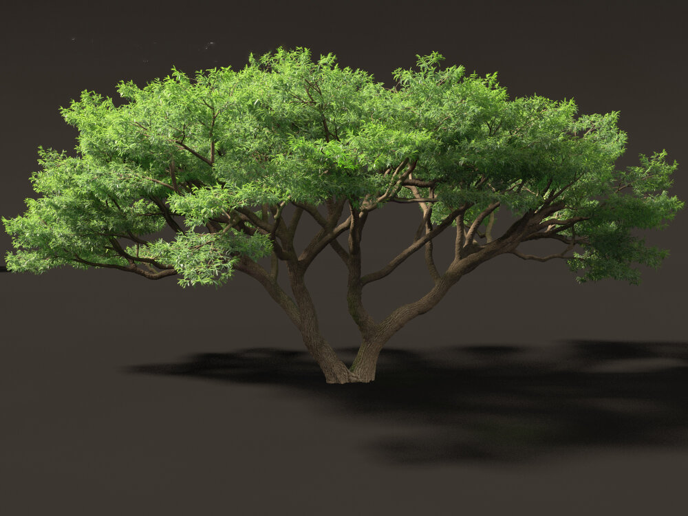 Vachellia Tortilis – Umbrella Thorn Acacia 3D model - Download Trees on ...