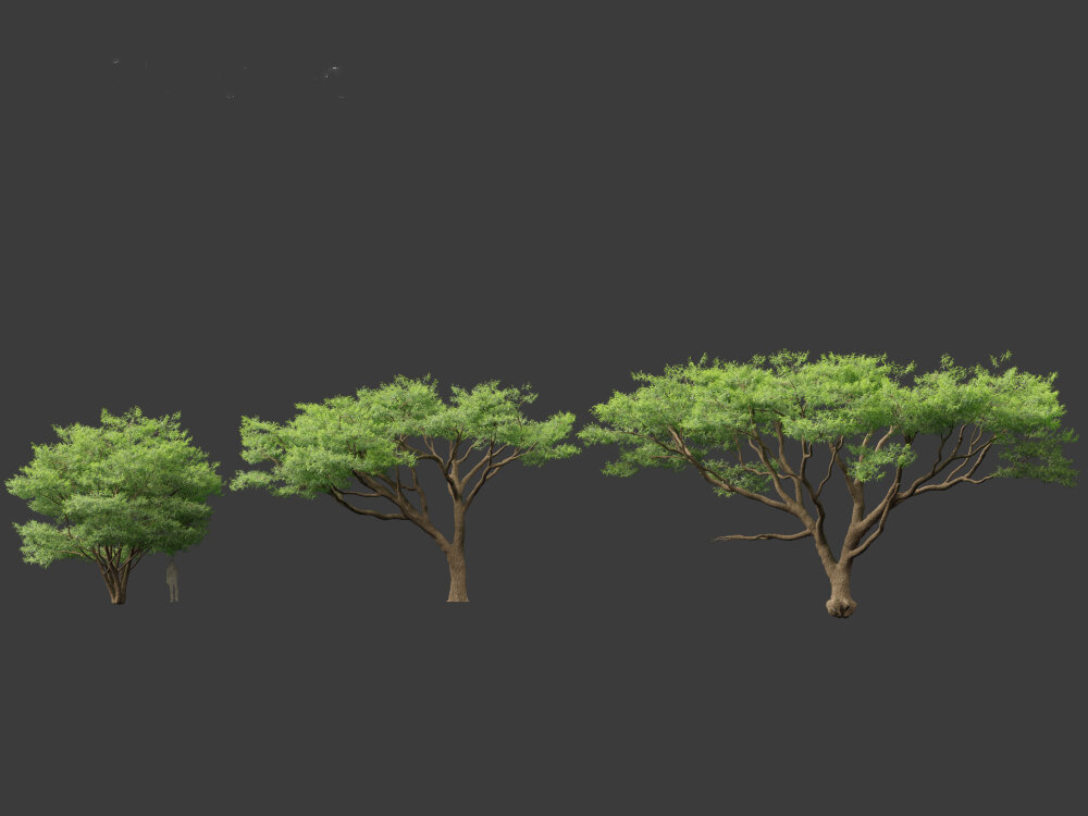 Vachellia Tortilis – Umbrella Thorn Acacia 3D model - Download Trees on ...