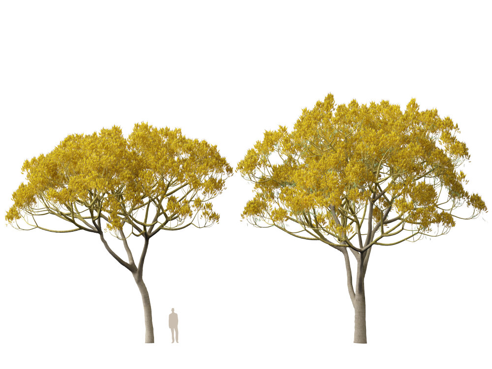 Schizolobium Parahyba Brazilian Fern Tree High-Poly Low-Poly 3D model ...