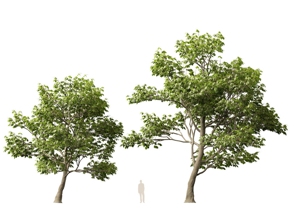 Castanea Sativa Sweet Chestnut High-Loly Low-Poly 3D model - Download ...