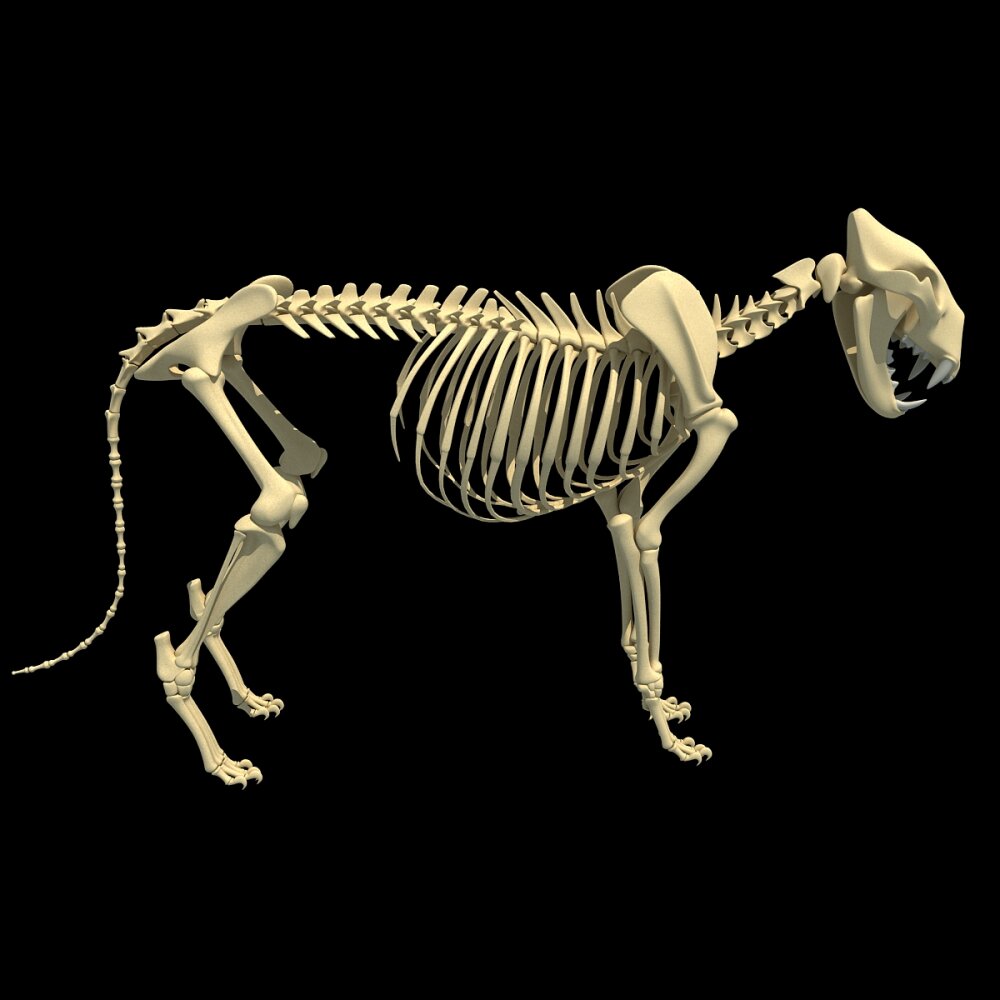 Lion Skeleton 3D model - Download Mammals on 3DModels.org