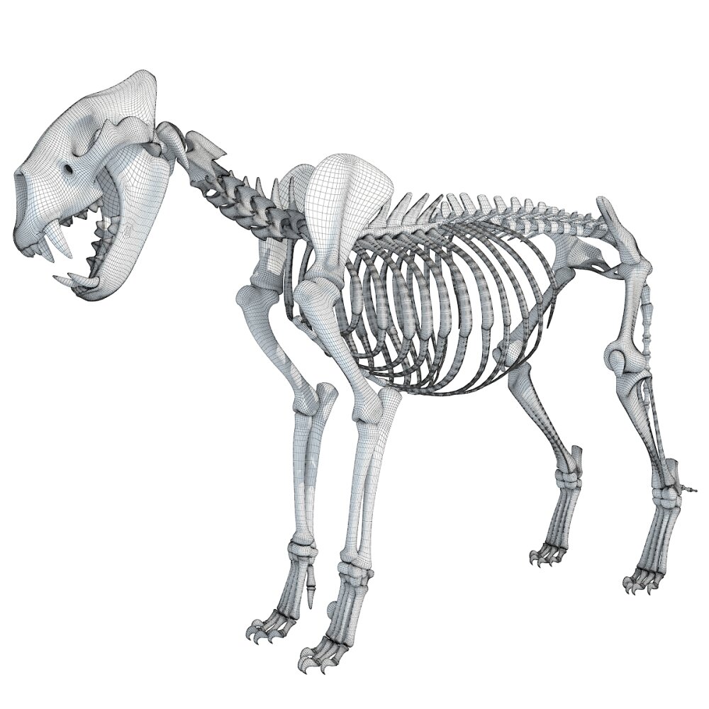 Esqueleto de León Modelo 3D - Descargar Mammalia activado 3DModels.org