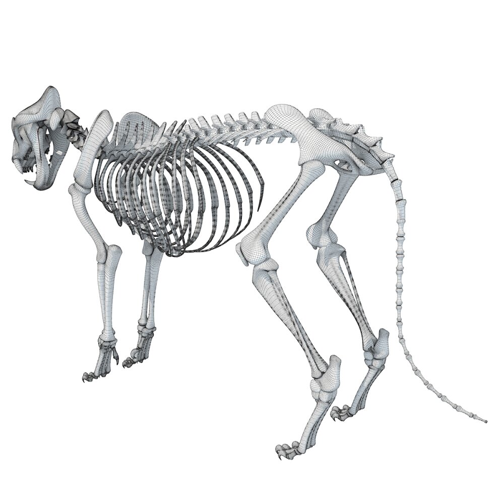 Esqueleto de León Modelo 3D - Descargar Mammalia activado 3DModels.org