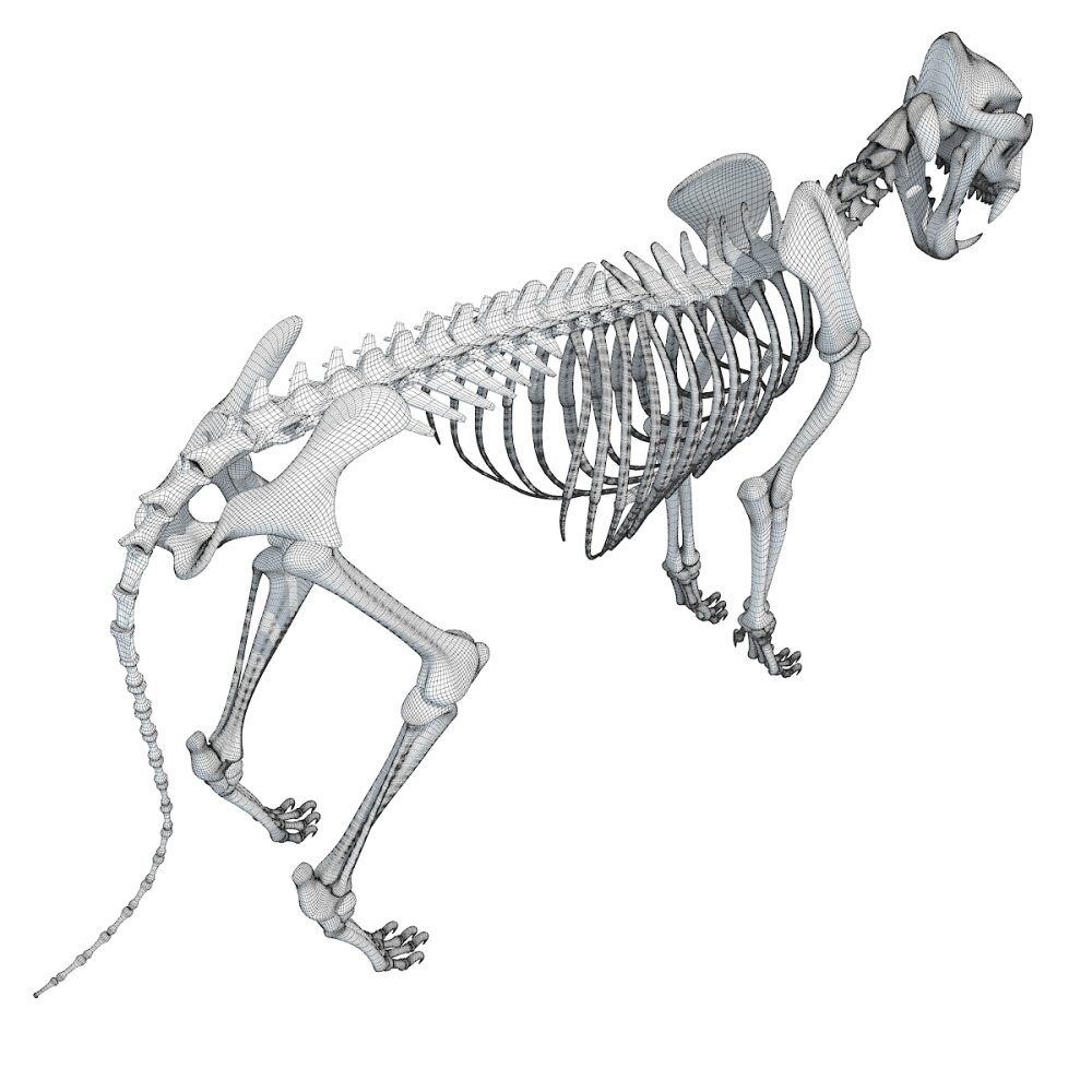 Lion Skeleton 3D model - Download Mammals on 3DModels.org