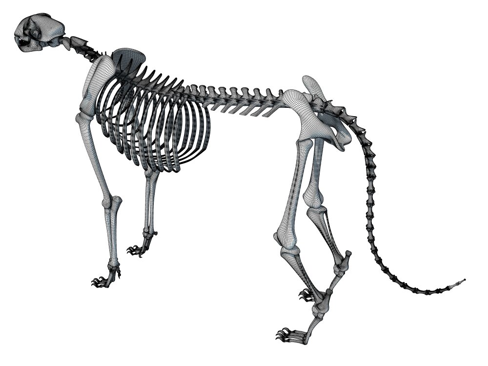 Cheetah Skeleton 3D model - Download Mammals on 3DModels.org