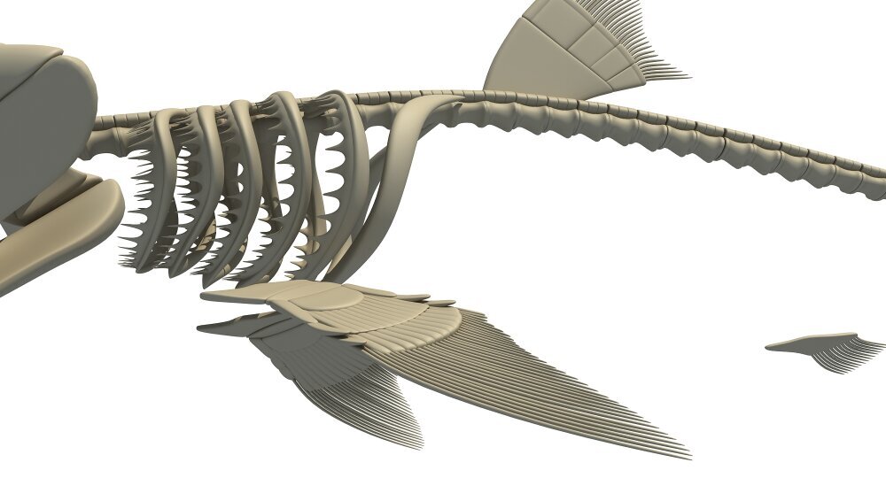 Hammerhead Shark Skeleton 3D model - Download Fish on 3DModels.org