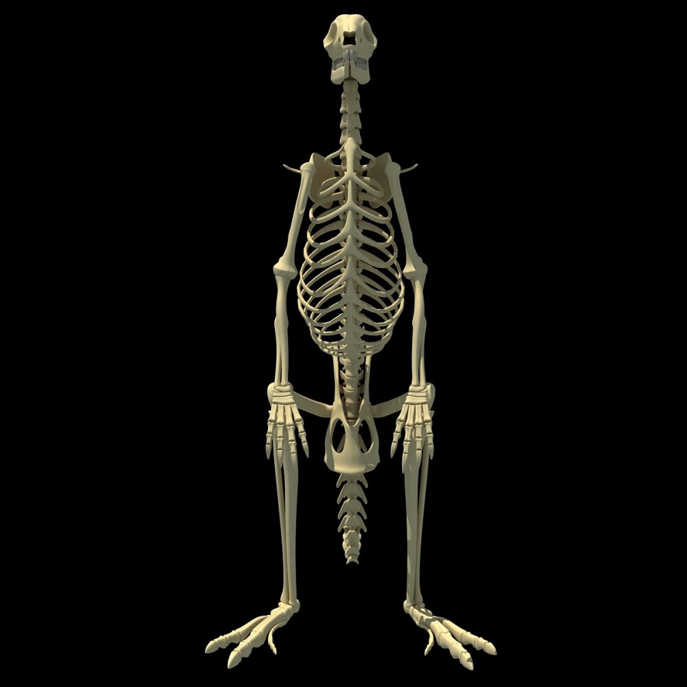 Kangaroo Skeleton 3D model - Download Mammals on 3DModels.org