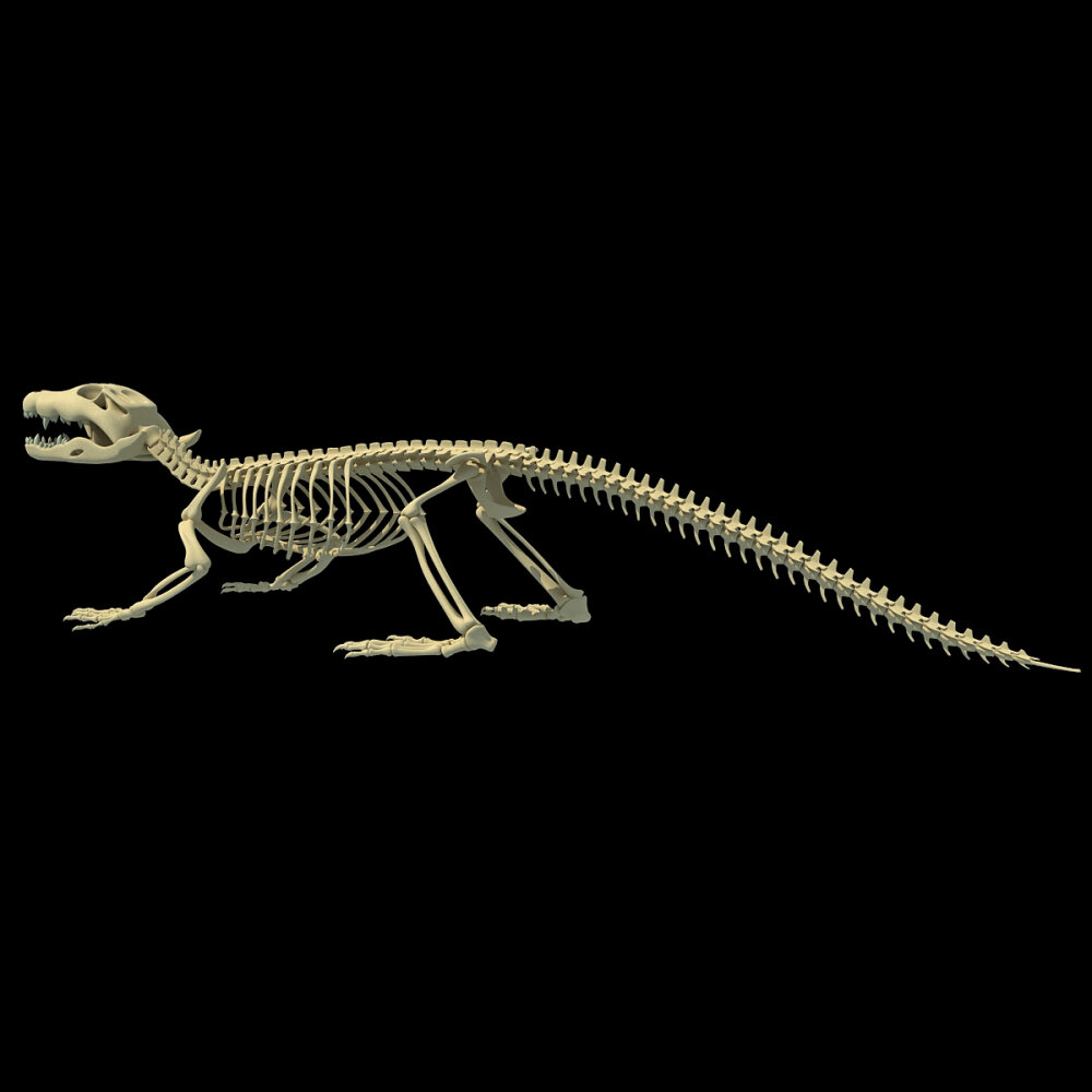 Skeleton of Crocodile 3D model - Download Reptile on 3DModels.org