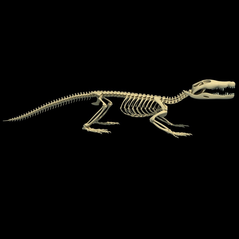 Skeleton of Crocodile 3D model - Download Reptile on 3DModels.org