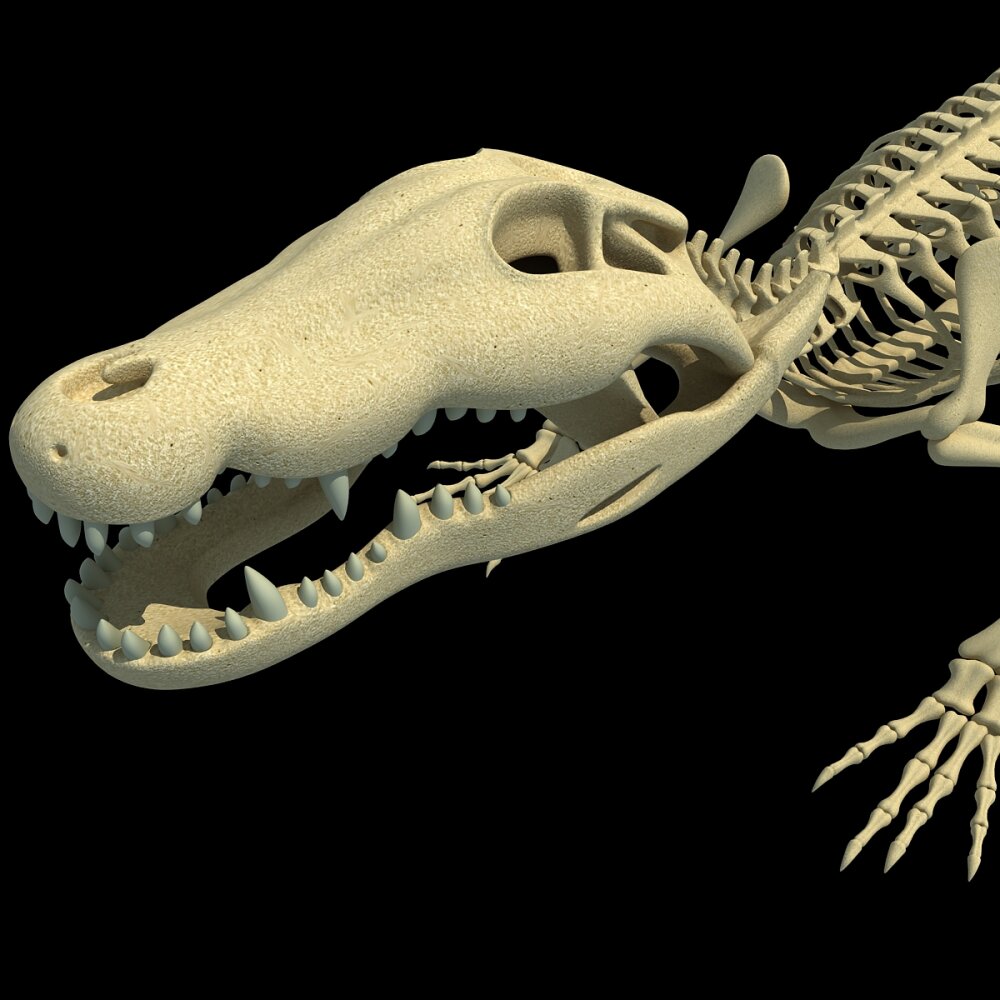 Skeleton of Crocodile 3D model - Download Reptile on 3DModels.org