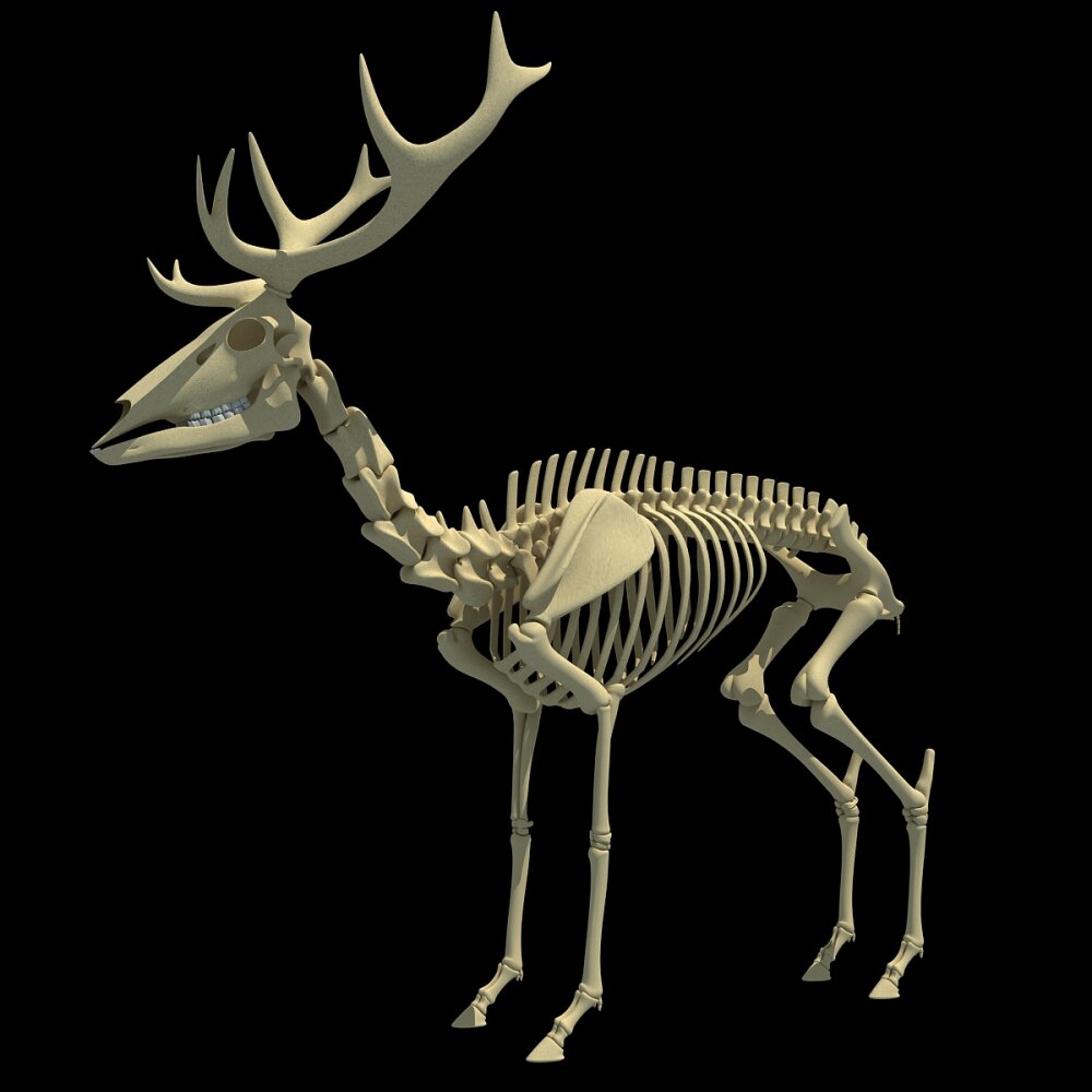 Deer Skeleton 3D model - Download Mammals on 3DModels.org