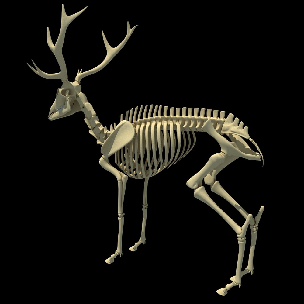 Deer Skeleton 3D 모델 - 다운로드 포유류 on 3DModels.org