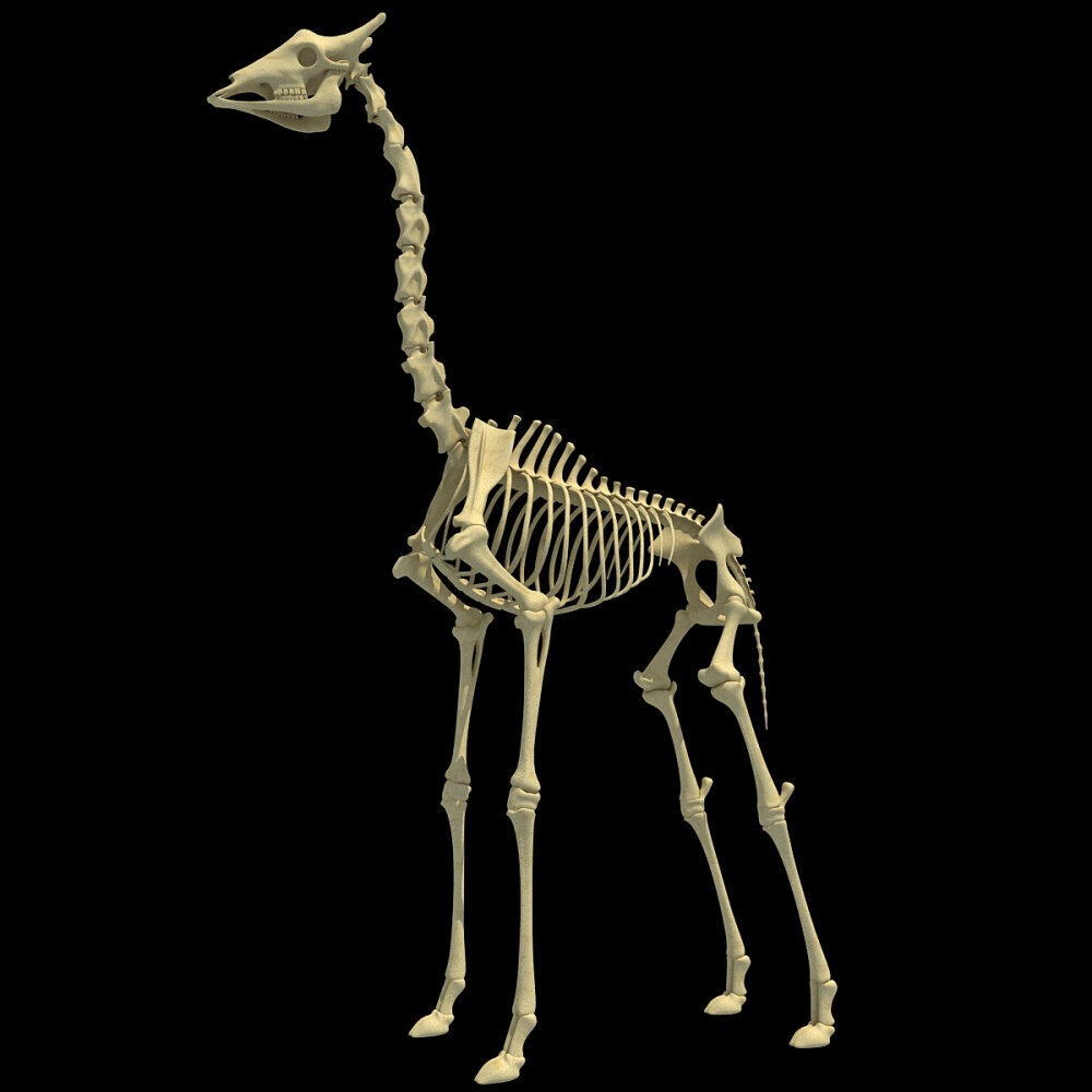 Giraffe Skeleton 3D model - Download Mammals on 3DModels.org