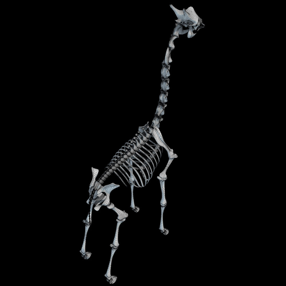 Giraffe Skeleton 3D model - Download Mammals on 3DModels.org