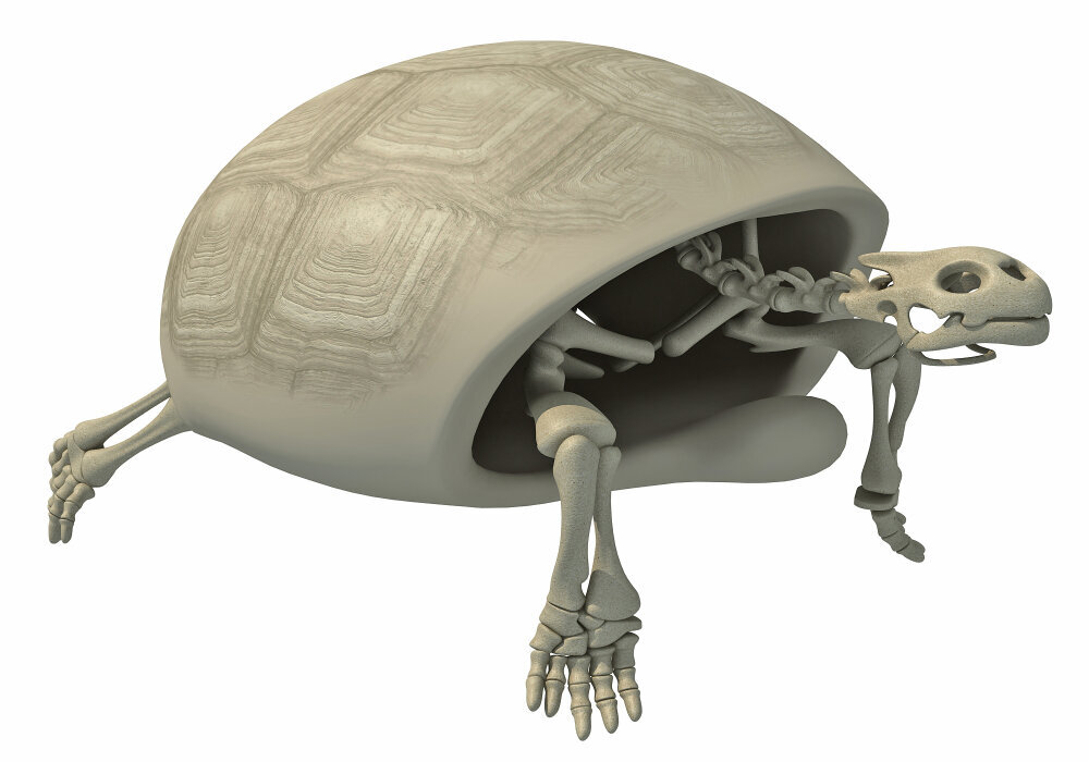 Tortoise Turtle Skeleton 3D model - Download Reptile on 3DModels.org