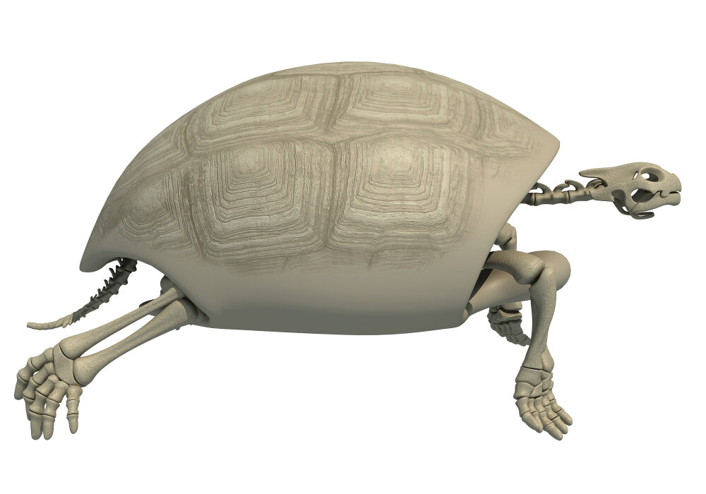 Tortoise Turtle Skeleton 3D model - Download Reptile on 3DModels.org