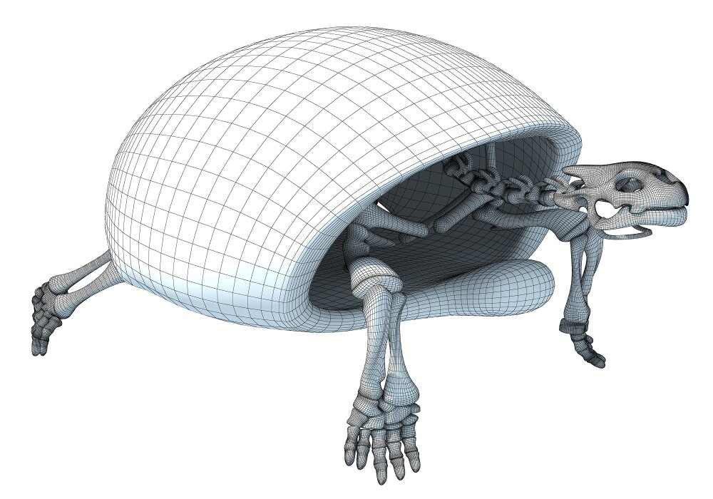 Tortoise Turtle Skeleton 3D model - Download Reptile on 3DModels.org