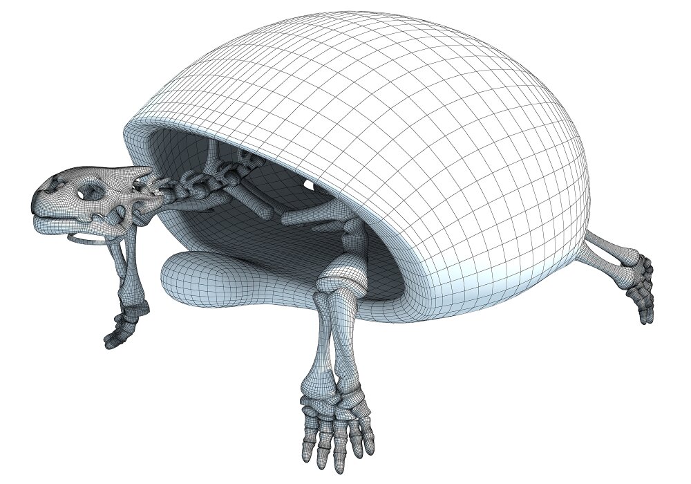 Tortoise Turtle Skeleton 3D model - Download Reptile on 3DModels.org