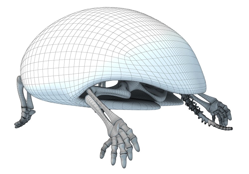 Tortoise Turtle Skeleton 3D model - Download Reptile on 3DModels.org