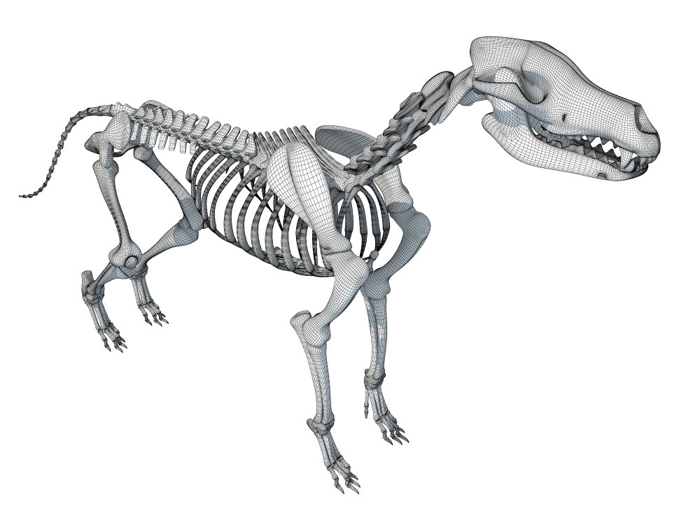 Dog Skeleton 3D model - Download Mammals on 3DModels.org