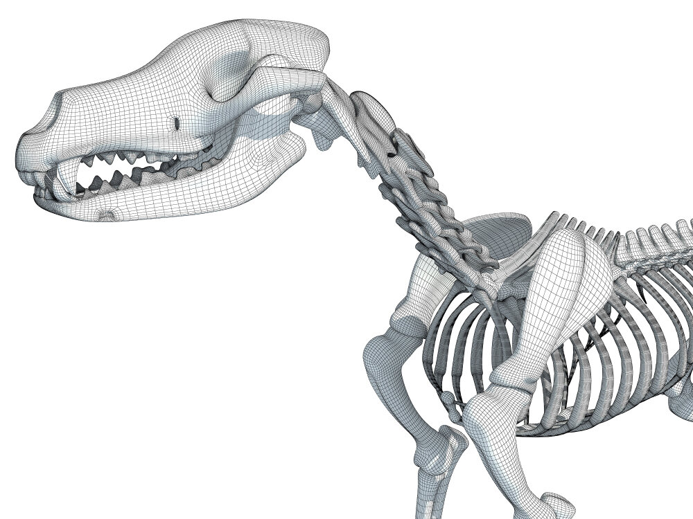Dog Skeleton 3D model - Download Mammals on 3DModels.org