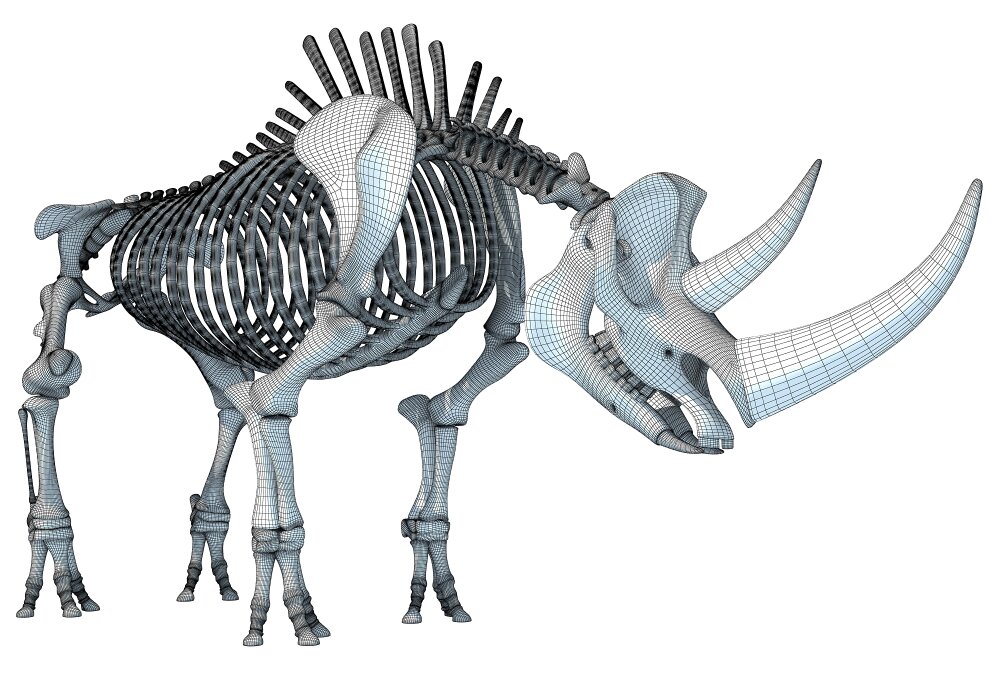 Rhino Rhinoceros Skeleton 3D model - Download Mammals on 3DModels.org