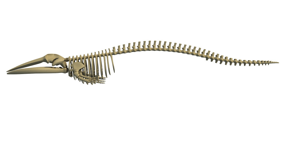 Fin Whale Skeleton 3D model - Download Marine Mammal on 3DModels.org