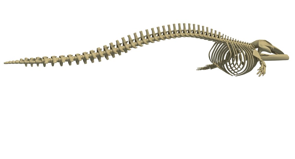 Fin Whale Skeleton 3D model - Download Marine Mammal on 3DModels.org