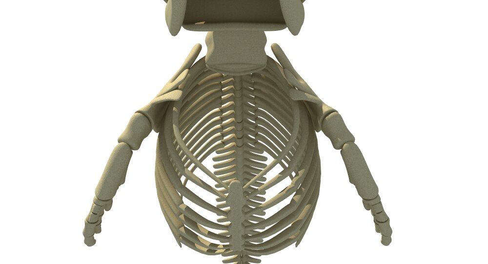 Esqueleto de Orca Modelo 3D - Descargar Mamíferos marinos activado ...