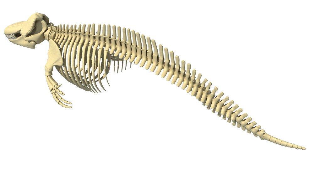 Esqueleto de Orca Modelo 3D - Descargar Mamíferos marinos activado ...