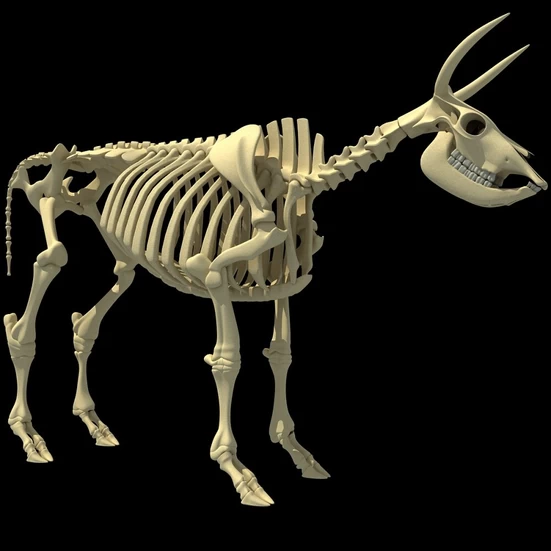 Cow 3D Models Download - 3DModels.org