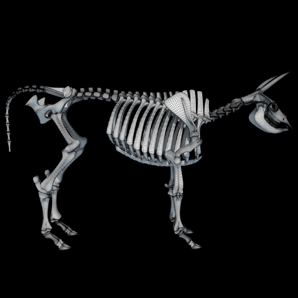 Horned Cow Skeleton 3D model - Download Mammals on 3DModels.org