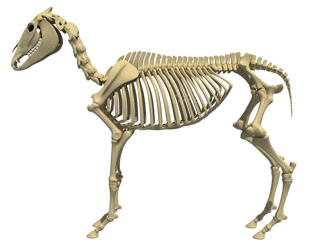Donkey Skeleton 3D 모델 - 다운로드 포유류 on 3DModels.org