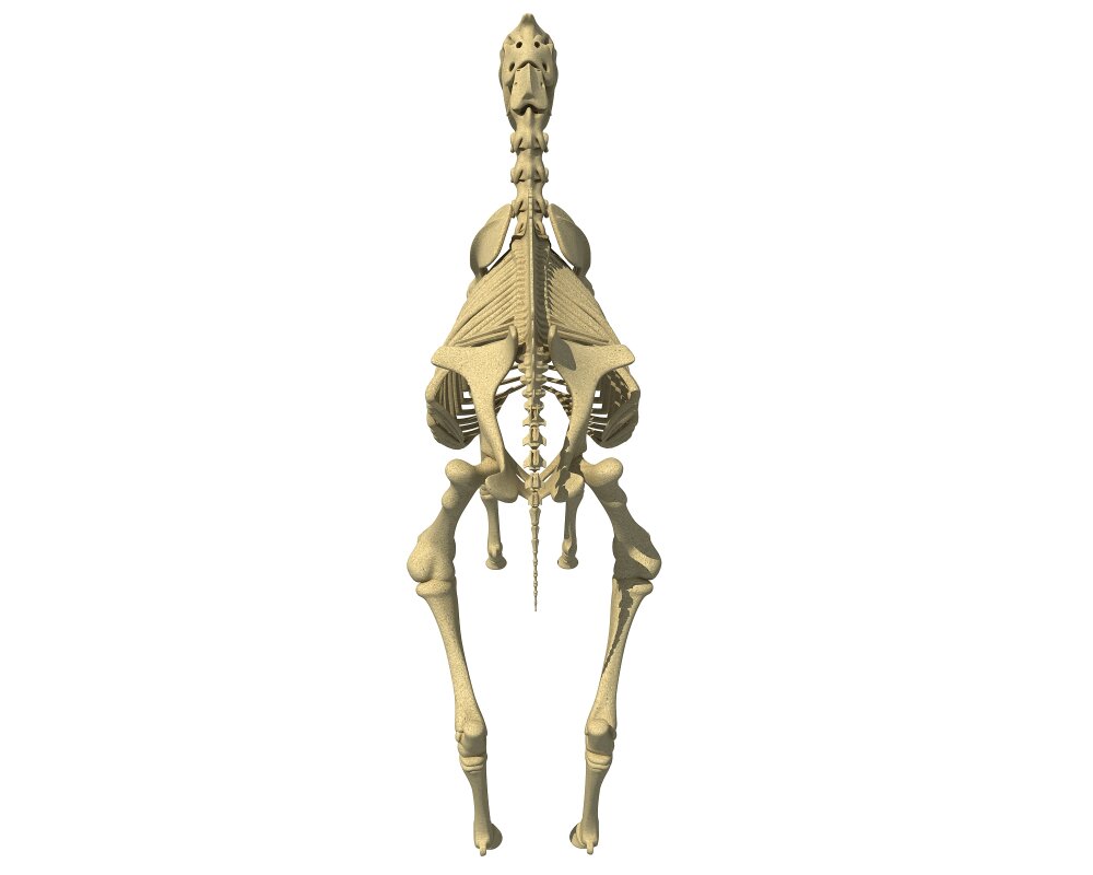 Donkey Skeleton 3D model - Download Mammals on 3DModels.org