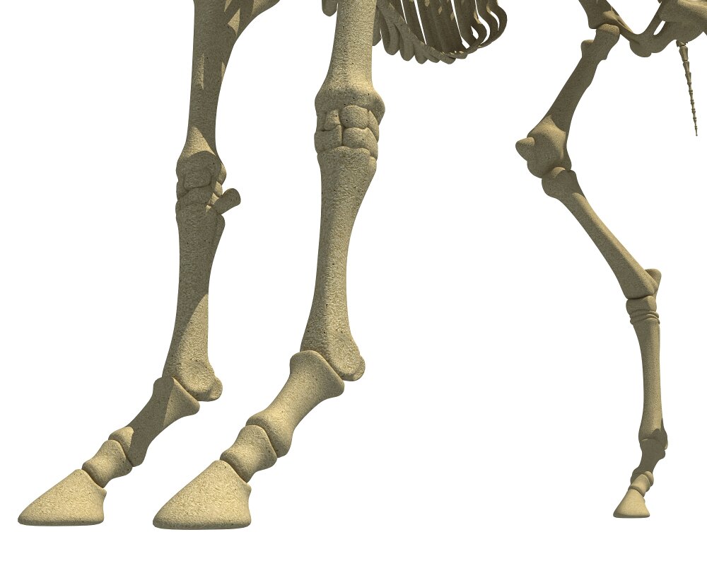 Donkey Skeleton 3D model - Download Mammals on 3DModels.org