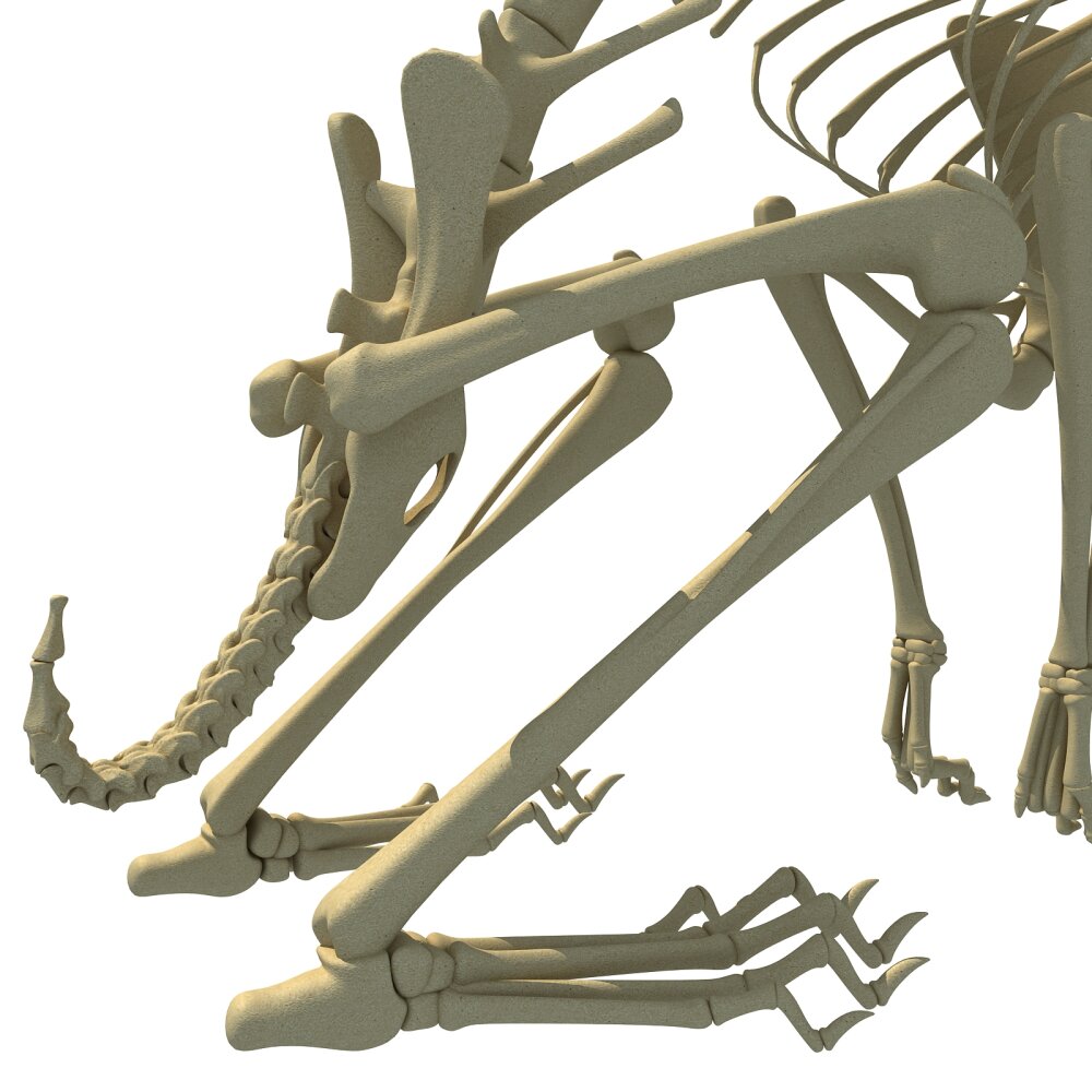 Skeleton Of Rabbit Modelo 3D - Baixar Mamíferos no 3DModels.org