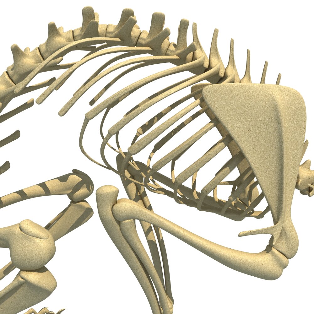 Skeleton Of Rabbit Modelo 3D - Baixar Mamíferos no 3DModels.org