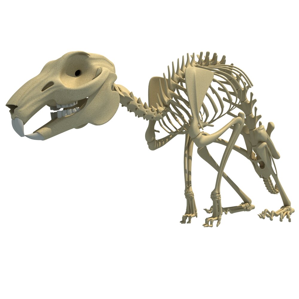 Skeleton Of Rabbit 3D 모델 - 다운로드 포유류 on 3DModels.org