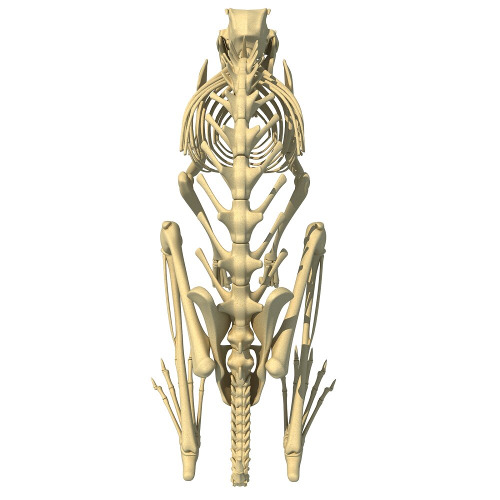 Skeleton Of Rabbit 3D model - Download Mammals on 3DModels.org