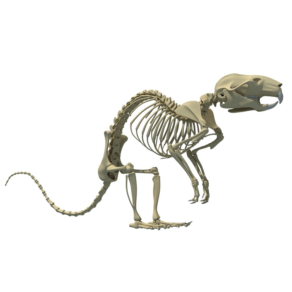 Rat Skeleton 3D model - Download Mammals on 3DModels.org